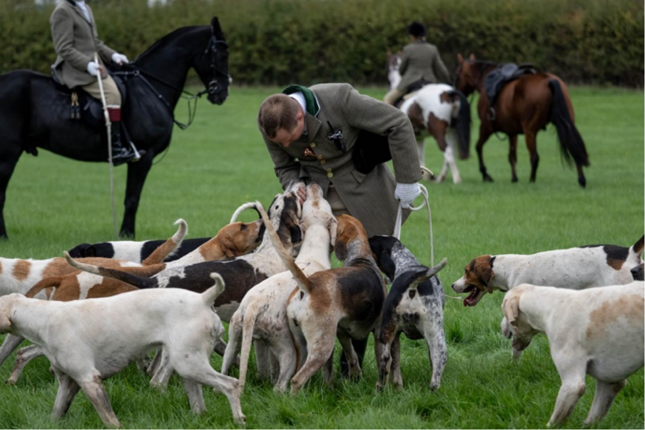 BHSA | The Home of Hound Sports