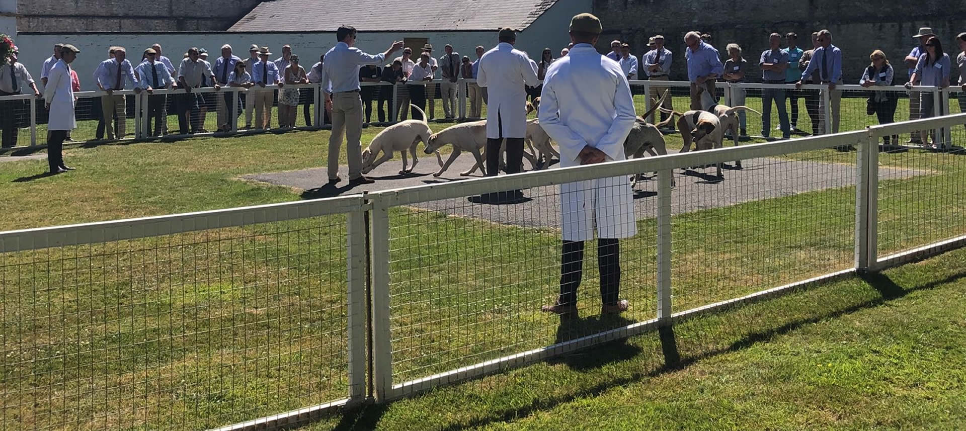 BHSA | The Home of Hound Sports